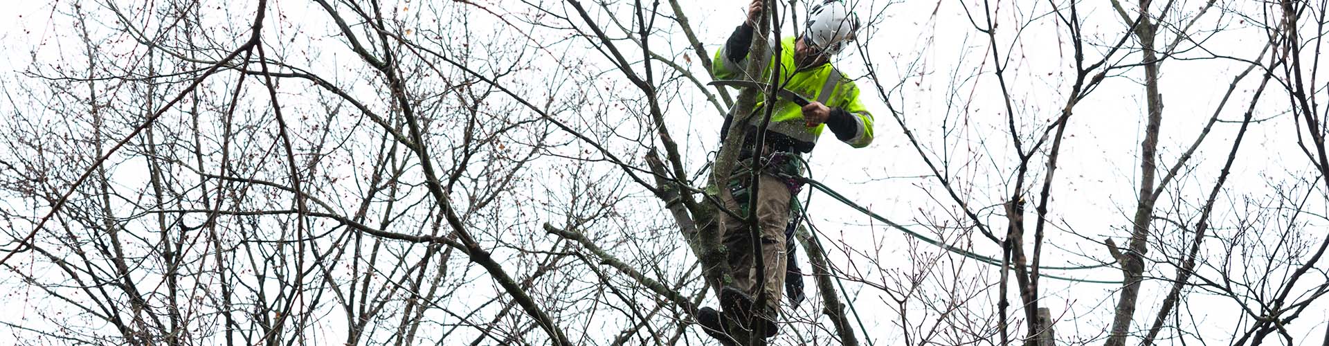 Tree Trimming and Pruning Services – Monster Tree Service