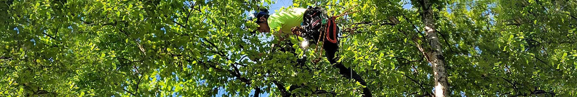 About Us | Monster Tree Service of Omaha North Metro