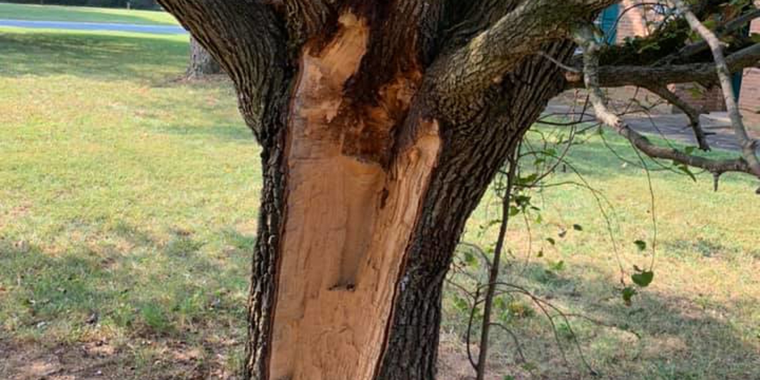 How to Tell if Your Tree Is Rotten Inside | Tree Decay Signs