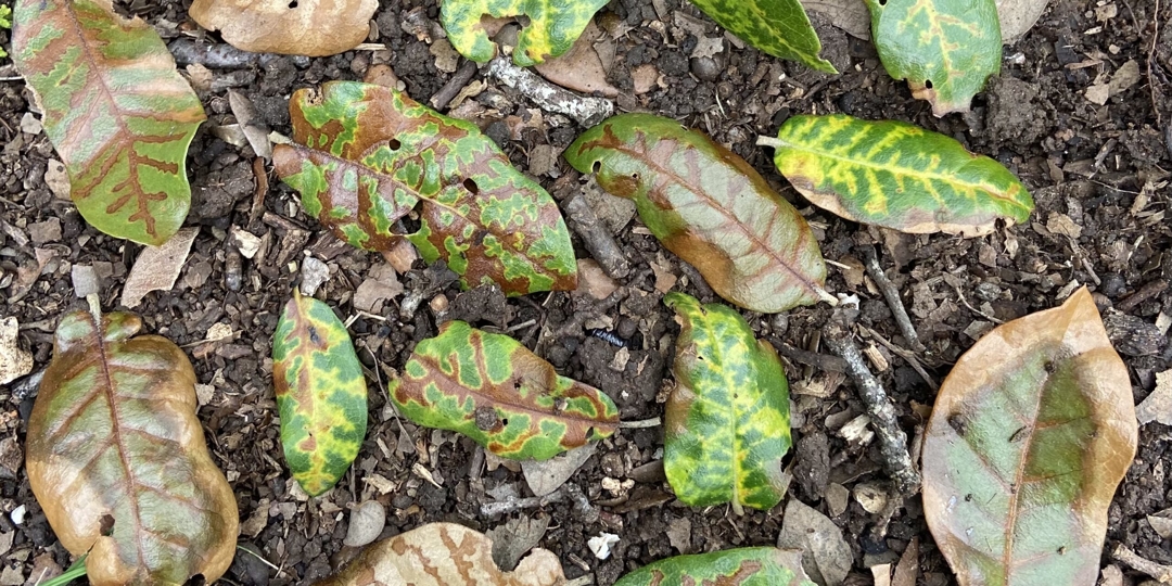 4 Common Tree Diseases in North Texas: Expert Guide | Monster Tree Service