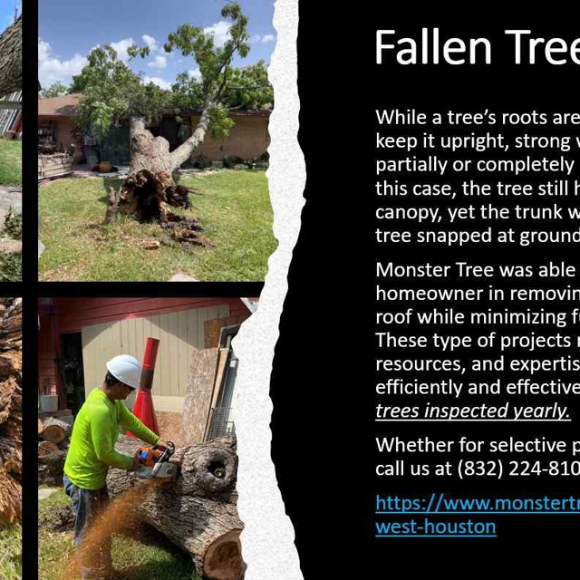 Photo Gallery | Monster Tree Service of Northwest Houston