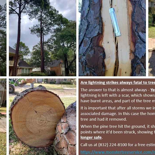 Photo Gallery | Monster Tree Service of Northwest Houston