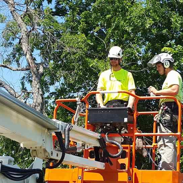 Photo Gallery | Monster Tree Service of North Dallas
