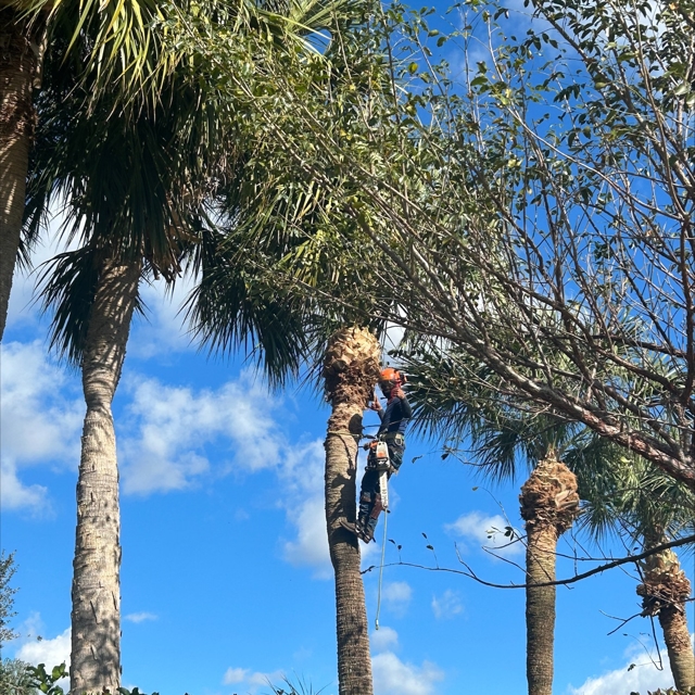 Photo Gallery - Tree Pruning & Removal
