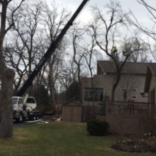 Photos | Monster Tree Service of the North Shore