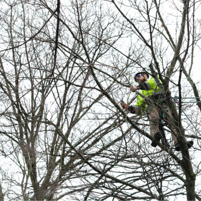 Photo Gallery | Monster Tree Service of North Chesapeake Bay