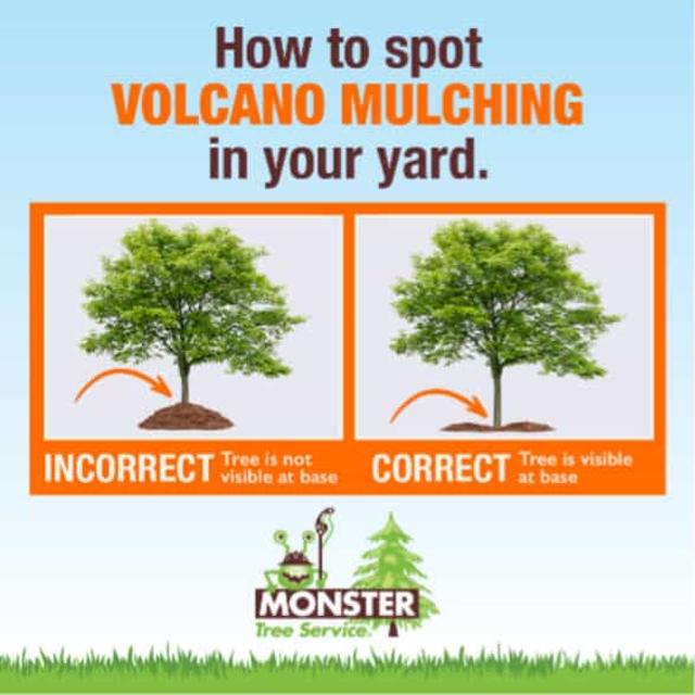 Instagram Gallery | Monster Tree Service