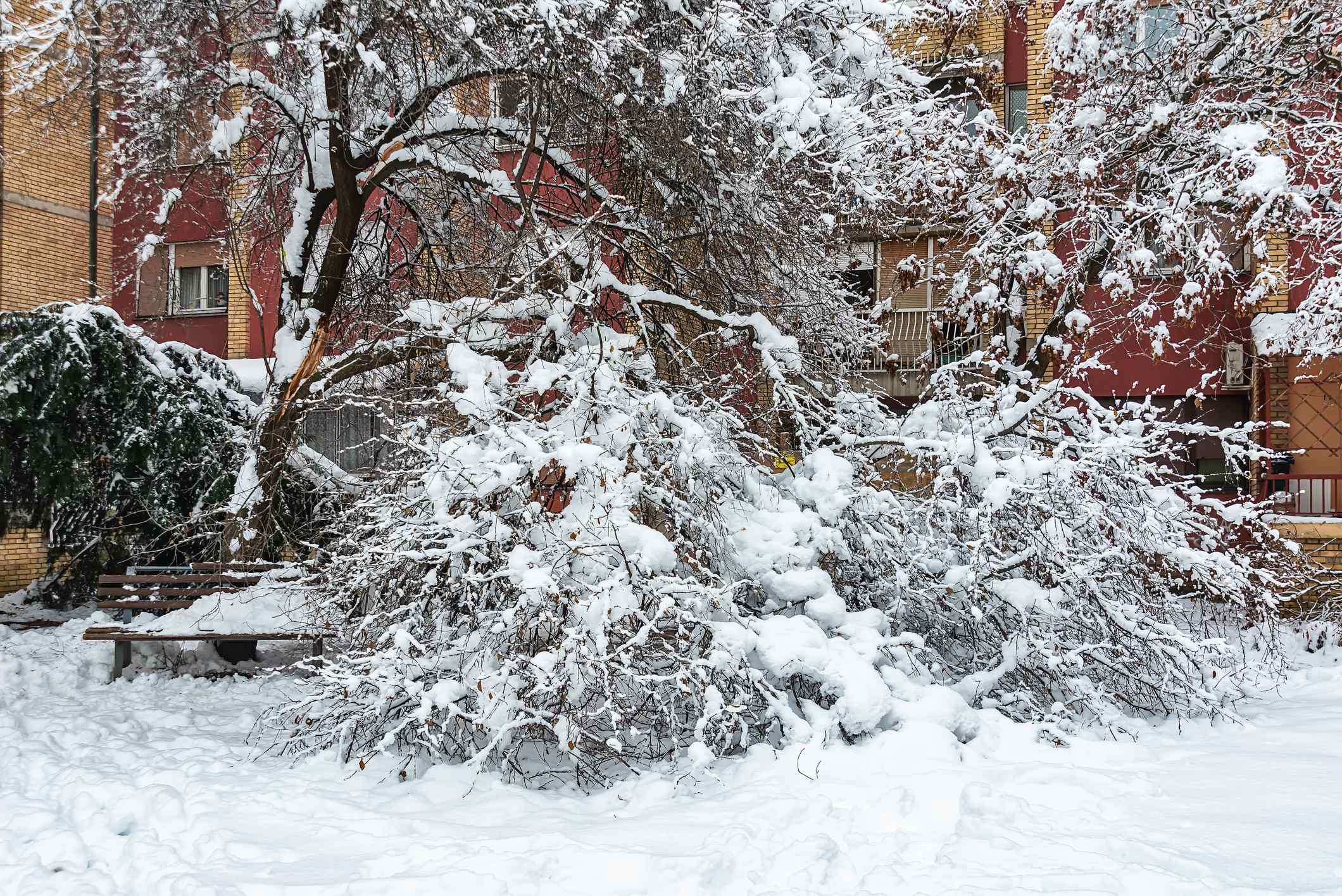 Winter Storm Recovery Essentials | Monster Tree Service