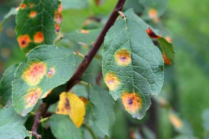 Why Do My Leaves Have Rust Spots? | Monster Tree Service
