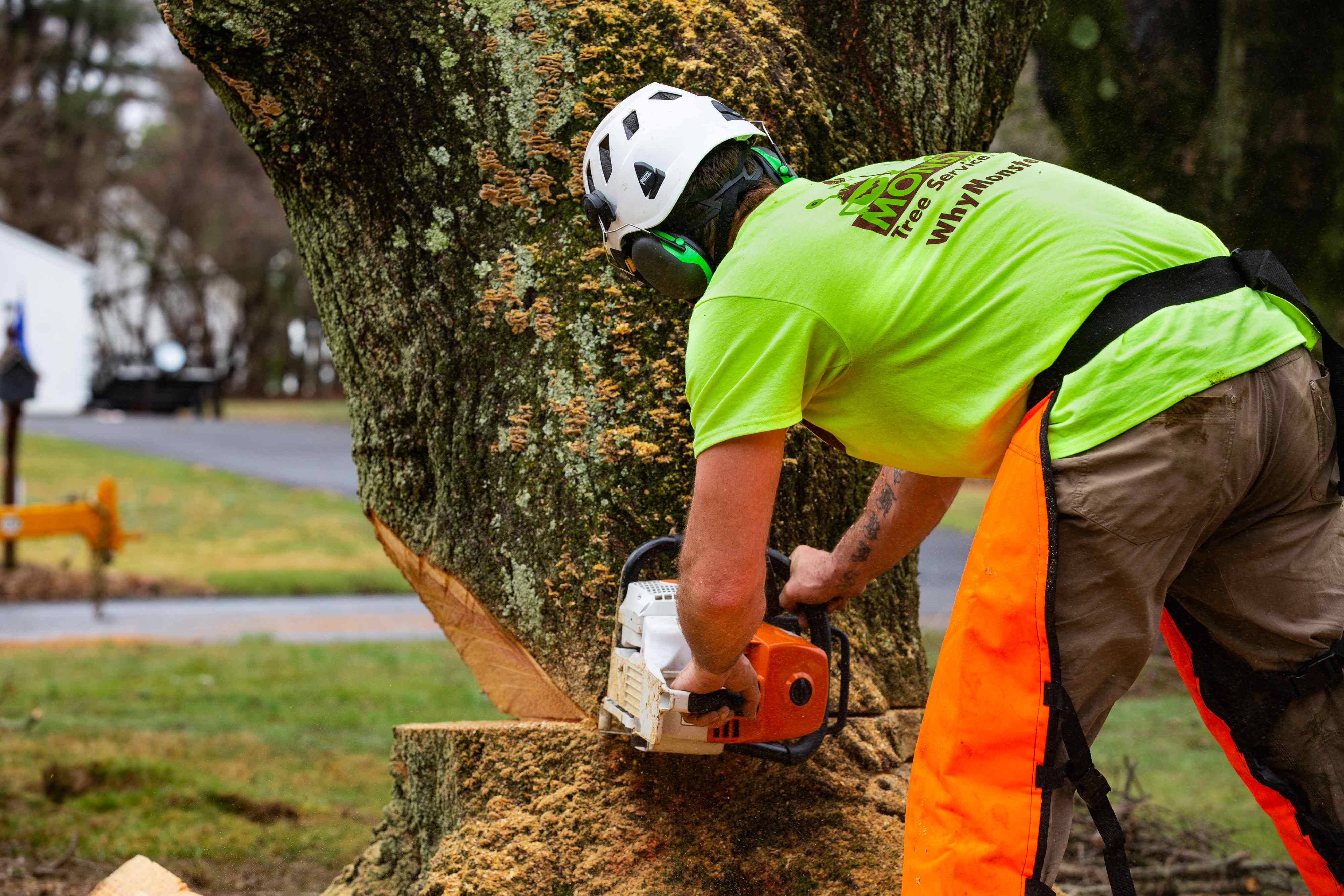 Finding The Right Tree Care Provider