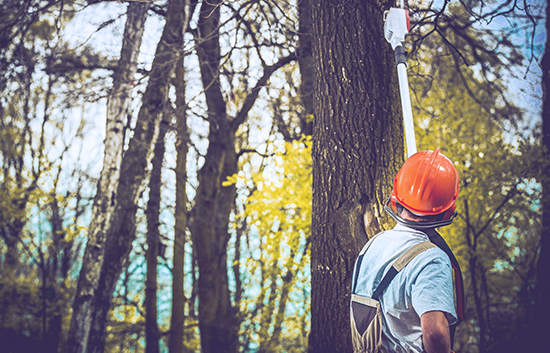 Determining your Summer Storm Preparation Needs For Your Trees