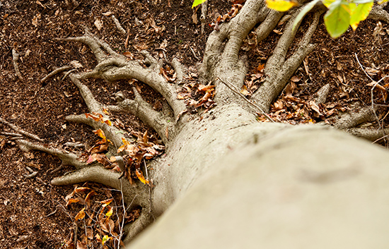 What's a Root Crown and Why Is It Important?
