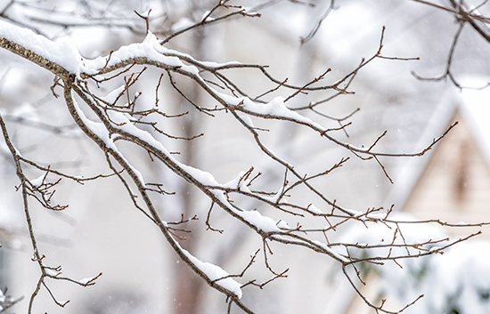 Winter Damage: What to Look for