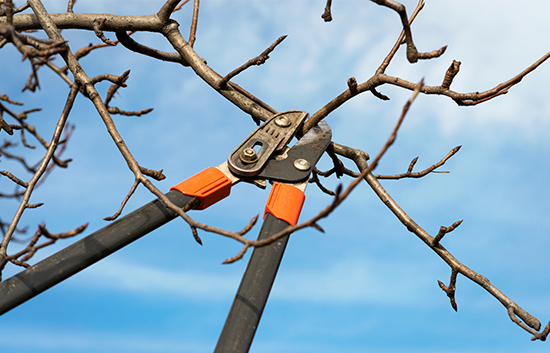 Dormant Pruning | Tree Care Tips