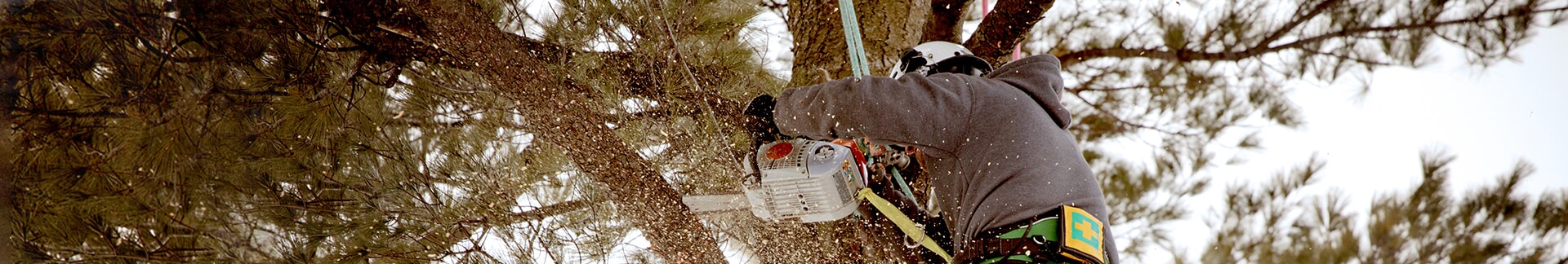 Boulder Tree & Shrub Health Services | Monster Tree Service