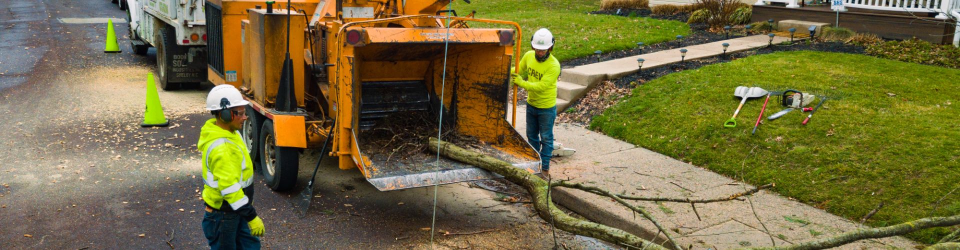 Storm Damage Tree Cleanup Services – Monster Tree Service