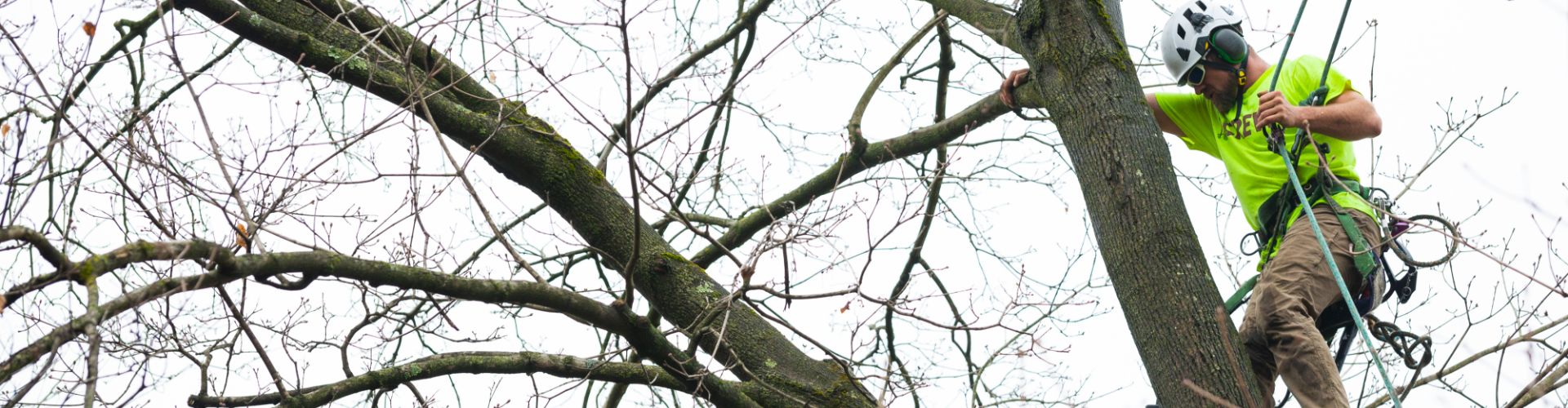 Tree Cabling and Tree Bracing Services – Monster Tree Service