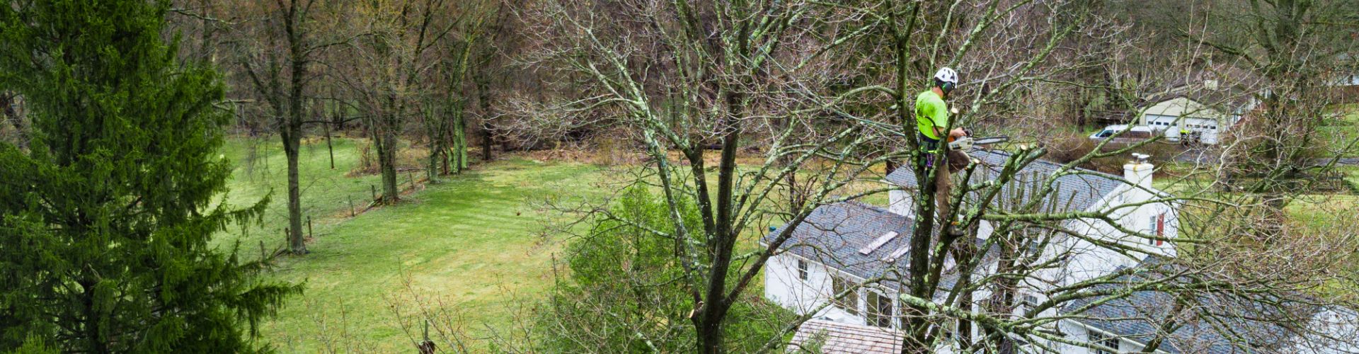 Crown-Density Reduction & Tree Thinning | Monster Tree Service