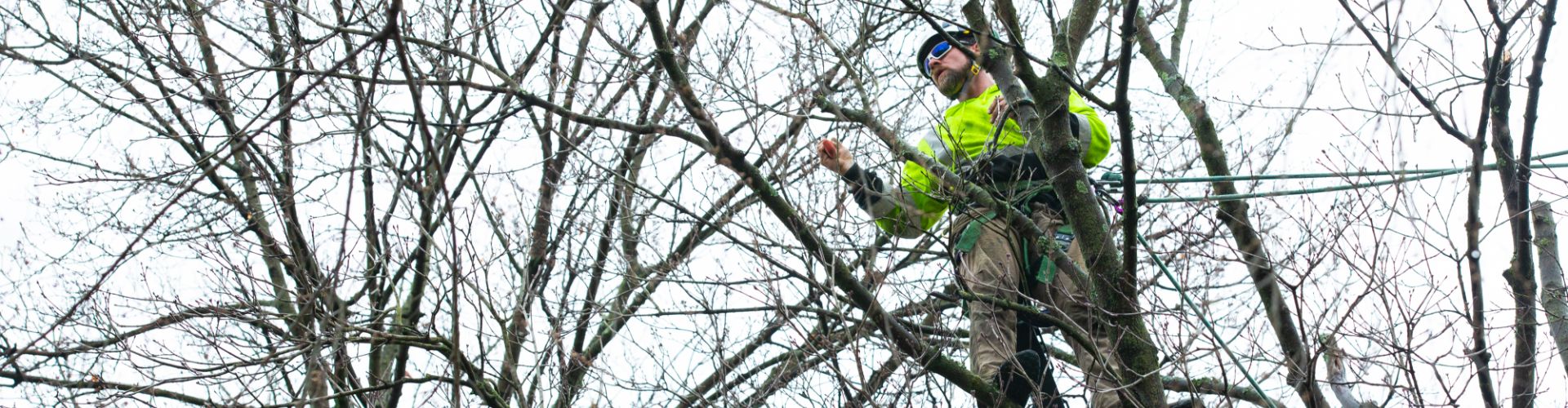 Deadwooding: Dead Tree Limb Removal – Monster Tree Service