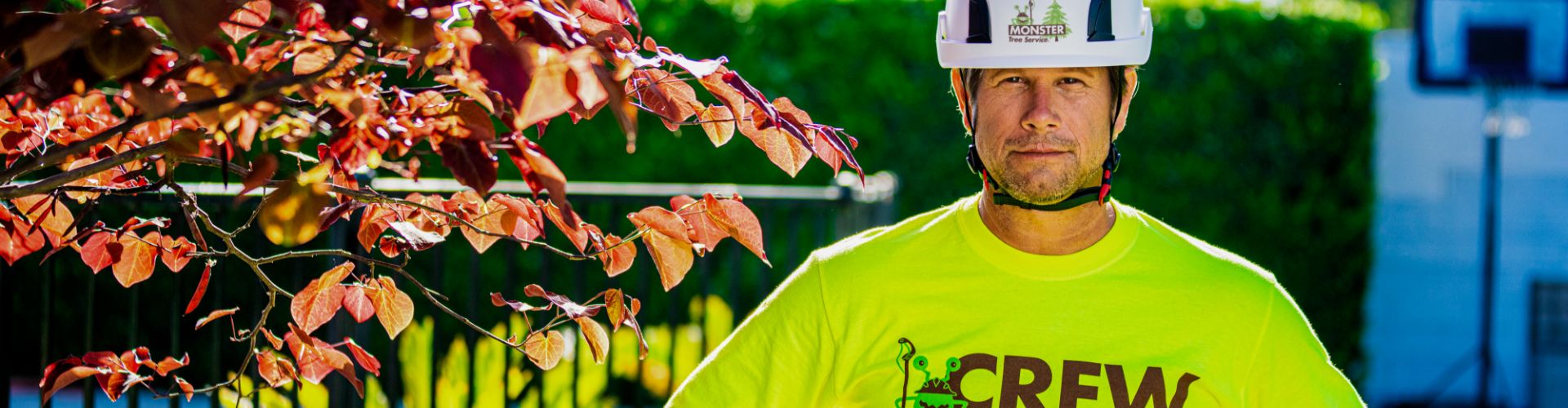 FAQs | Professional Arborists & Tree Service Experts