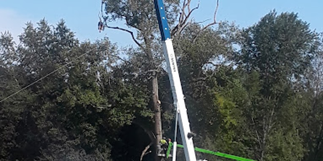 Removing Large Trees in Nashville, TN - What You Need to Know