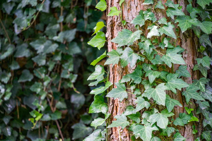 The Dangers of Ivy and How to Remove It | Monster Tree Service