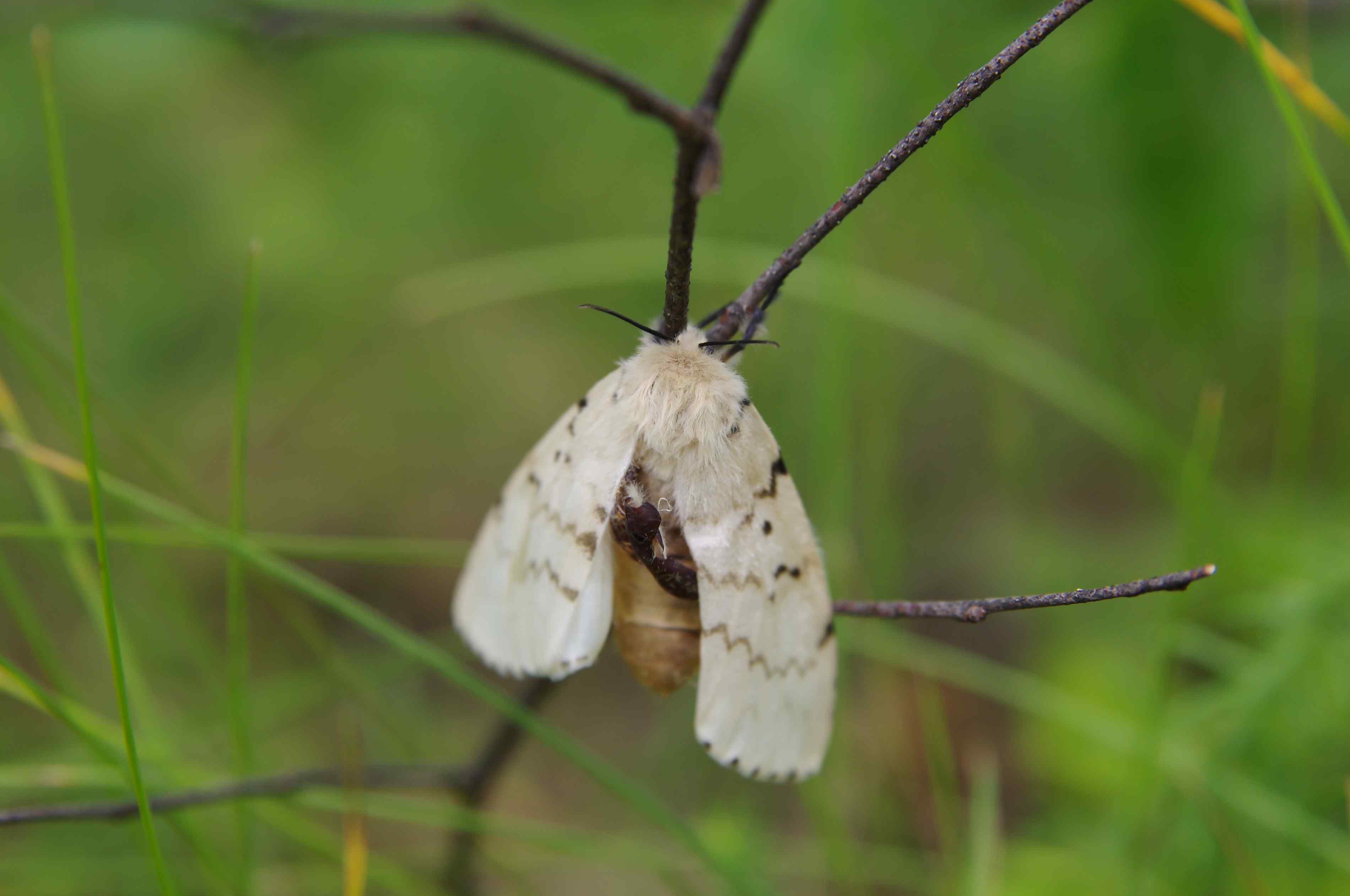 What are Spongy Moths? | Monster Tree Service
