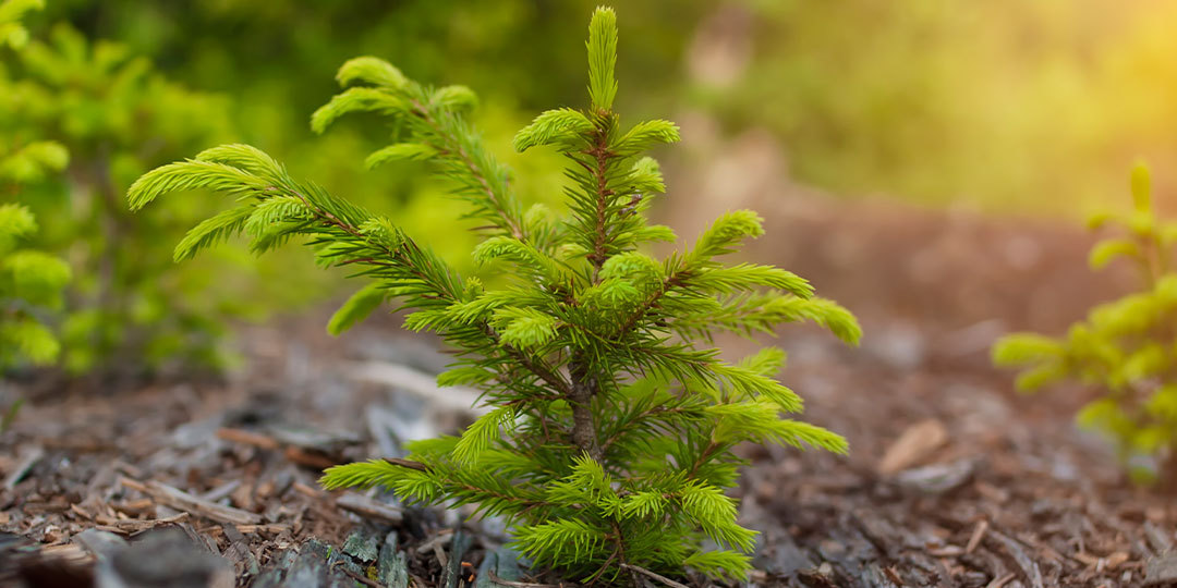 Cutting Down Seedlings in Your Yard
