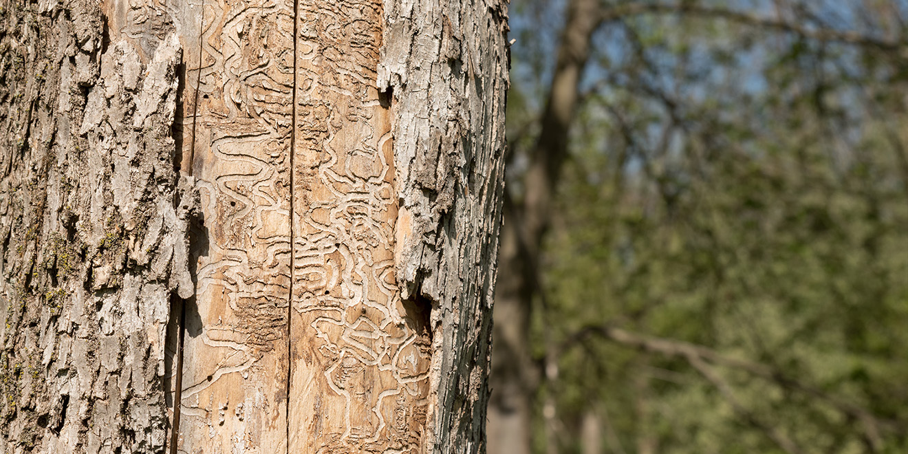 How to Protect Trees from Invasive Species