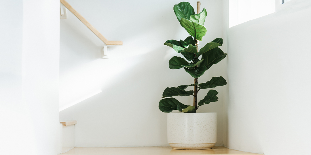 The Best Trees for Indoors and How to Care for Them