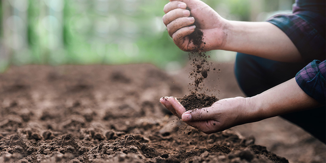 What Type of Tree Should I Plant for My Soil Type?