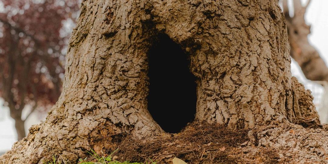 What Causes Large Holes in Tree Trunks in Nashville, TN?