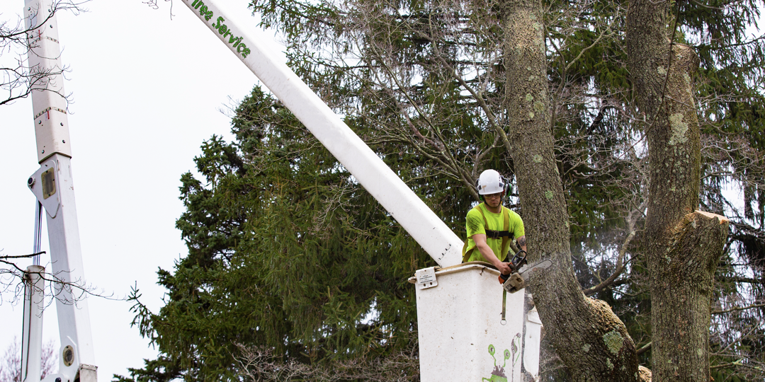 Who Is Responsible for Trimming Trees Near Power Lines in Nashville, TN