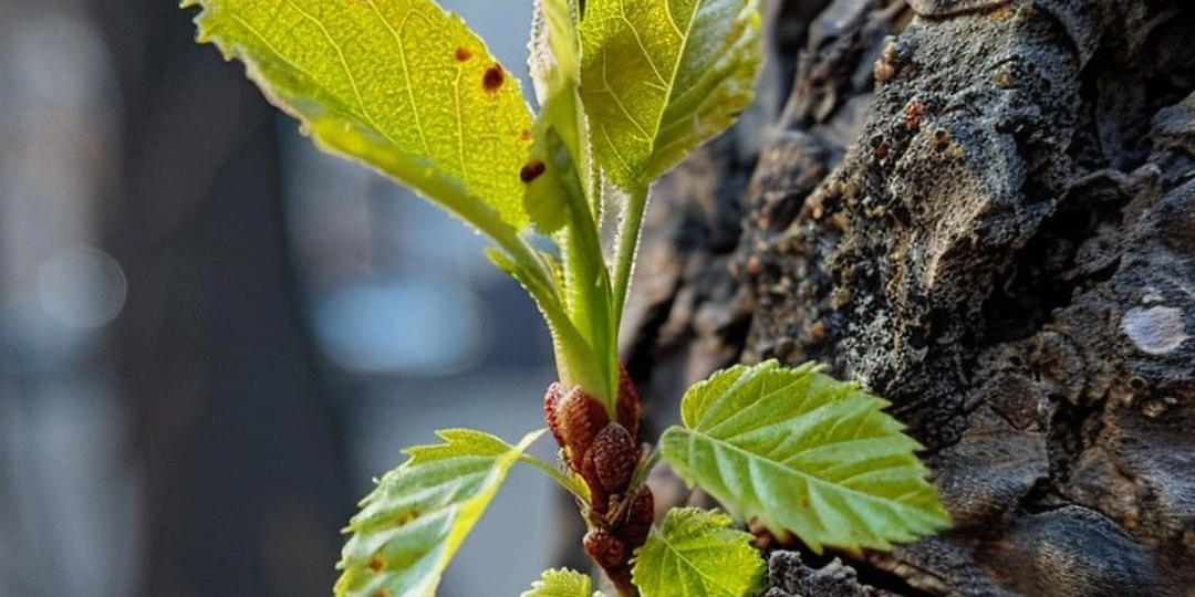 How to Get Rid of Suckers on Trees in Nashville, TN?