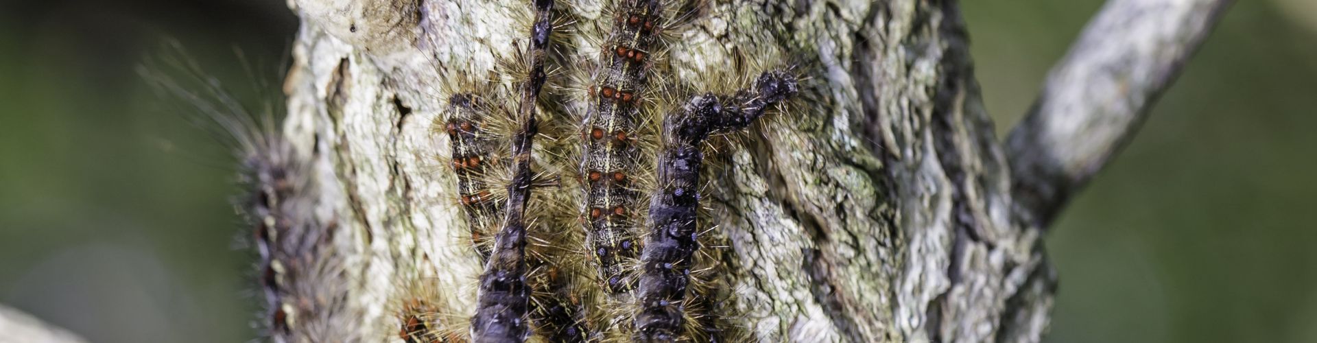 Spongy Moth Treatment and Prevention