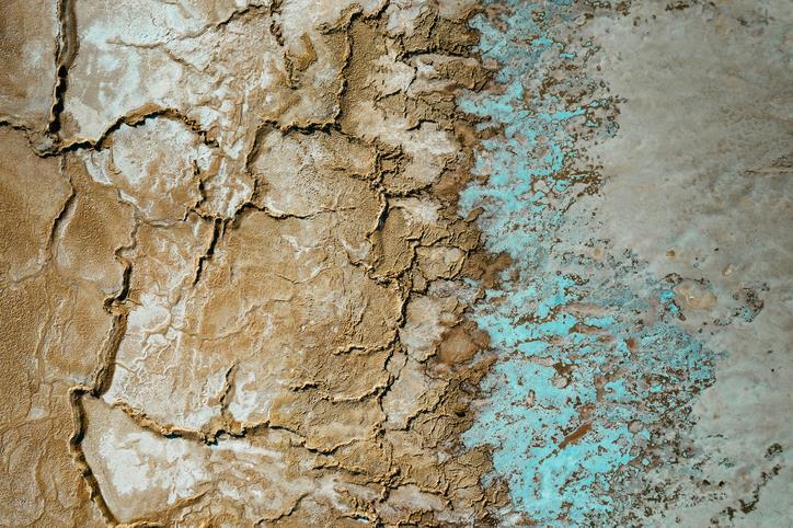 How to Plant a Tree in Clay Soil – Best Trees for Clay Soil