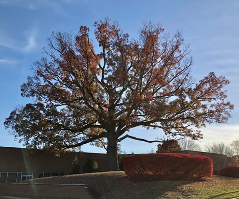 Keep Your Mature Tree Healthy