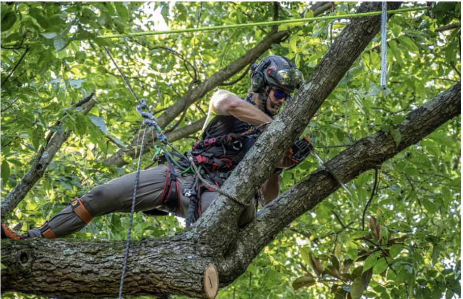 Making the Right Cut: Understanding how trees heal is critically ...