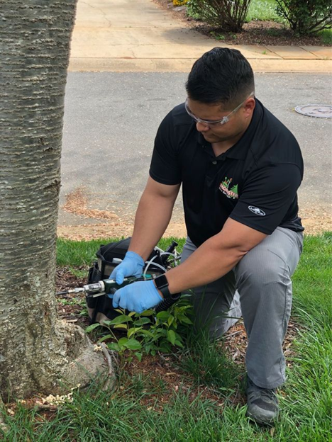 How a Tree Injection Treatment Can Help Failing Trees