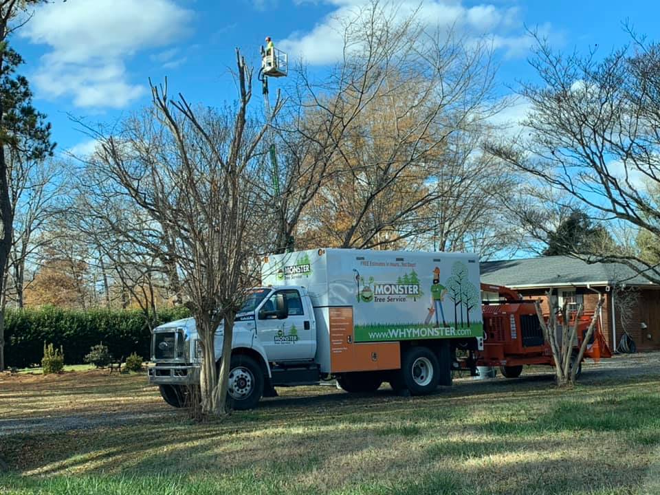 Three Essential Tree Nutrients to Keep Your Trees Thriving