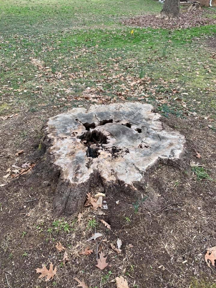 Why Removing Tree Stumps Should Be Left to Professionals in South ...