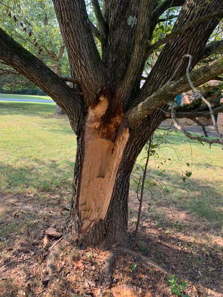 How to Tell if Your Tree Is Rotten Inside | Tree Decay Signs