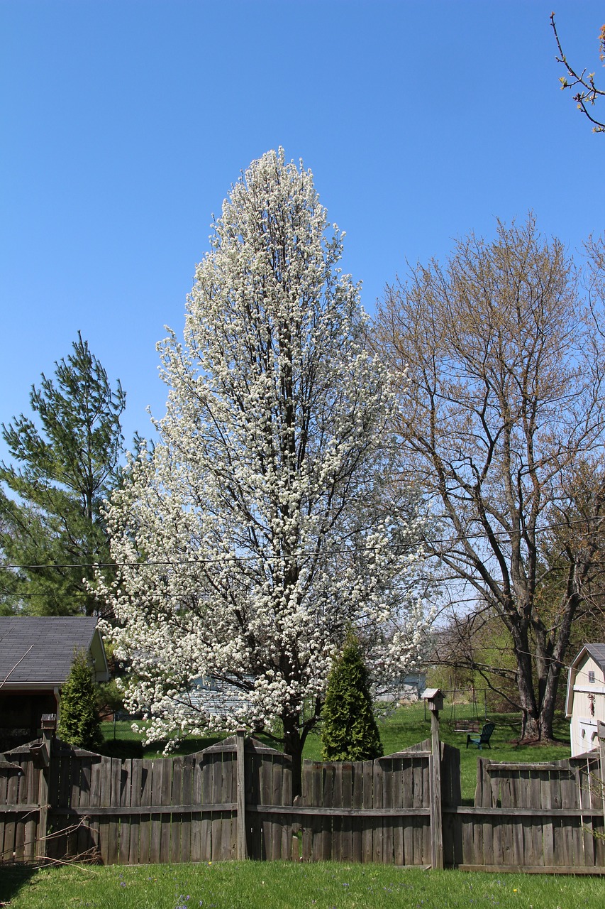 Why Are Bradford Pear Trees Bad for Greenville County Properties?