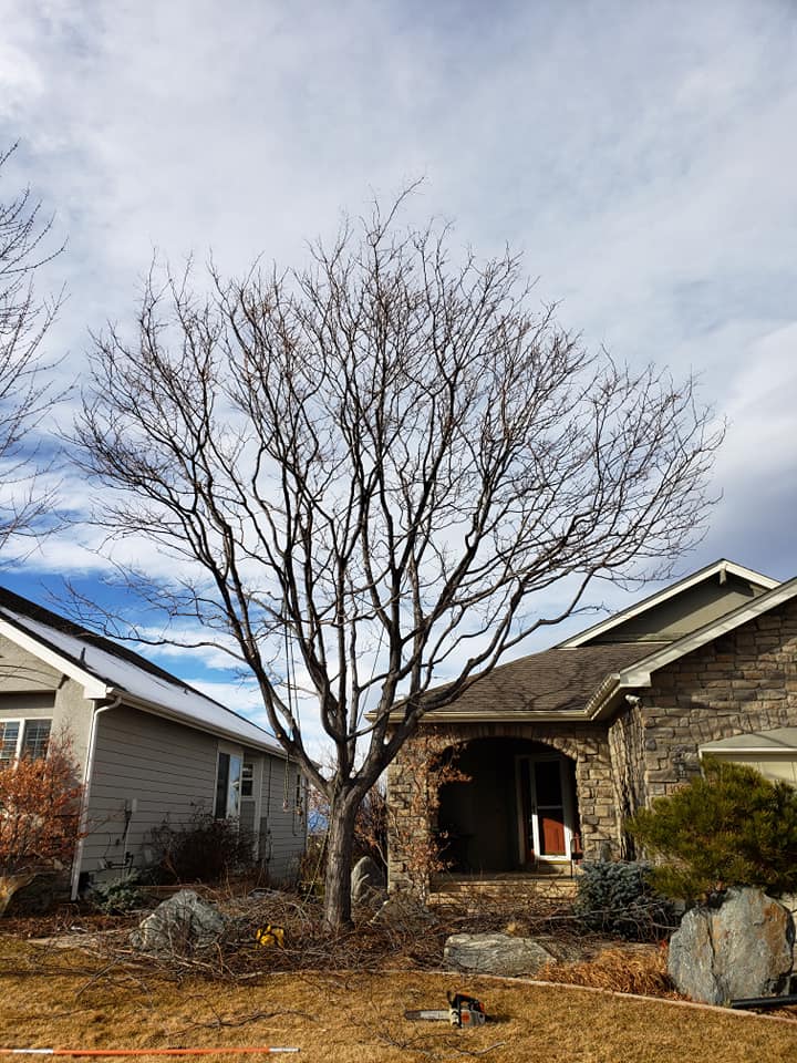 Winter Tree Care Tips | Guide to Preparing Trees for Winter