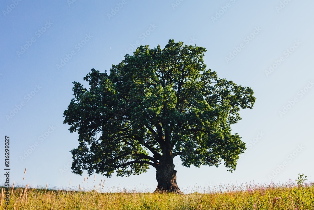 The Best Trees To Plant In Southeast Texas