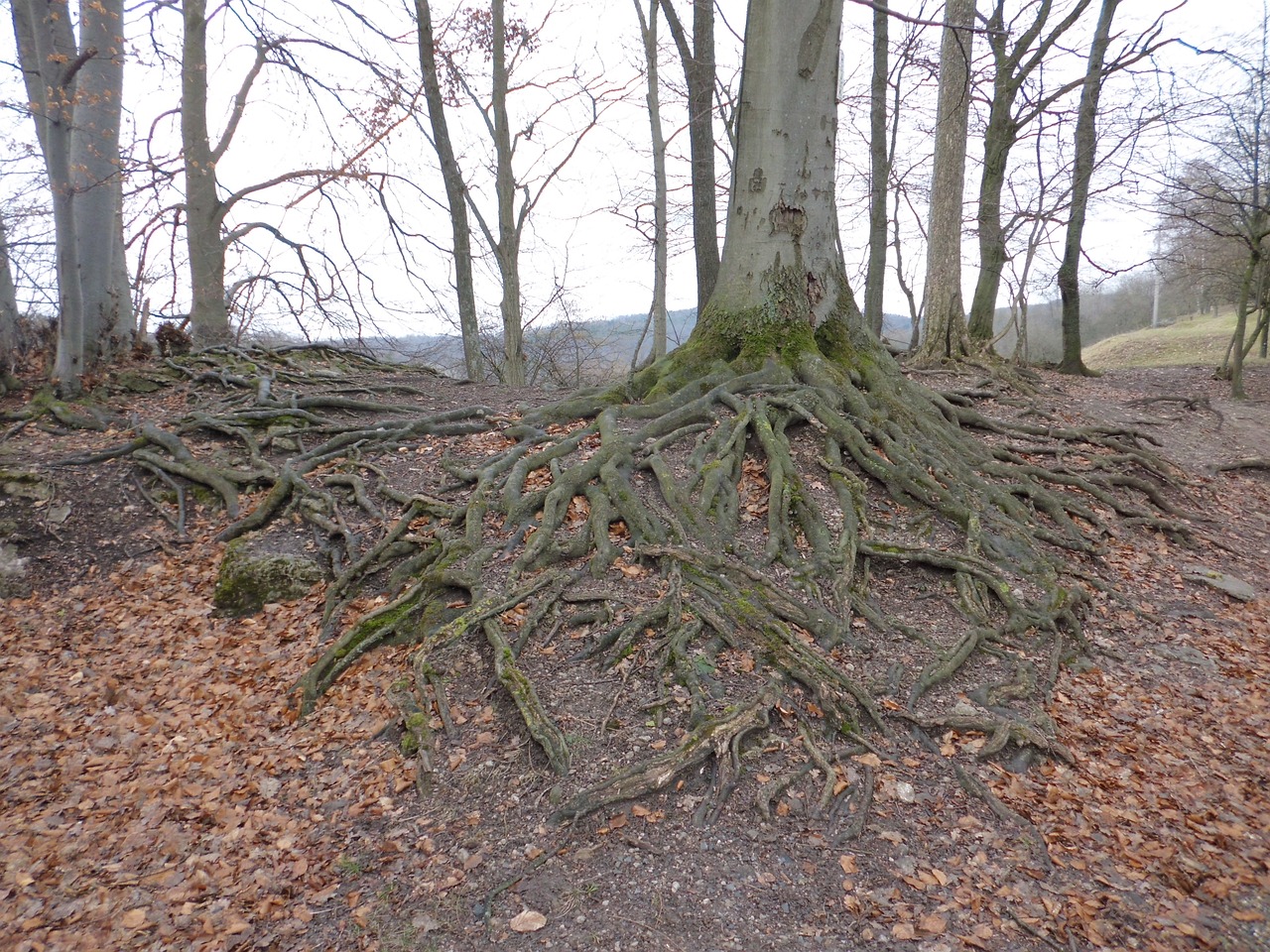 Importance of Deep Tree Roots in Grand Rapids, MI