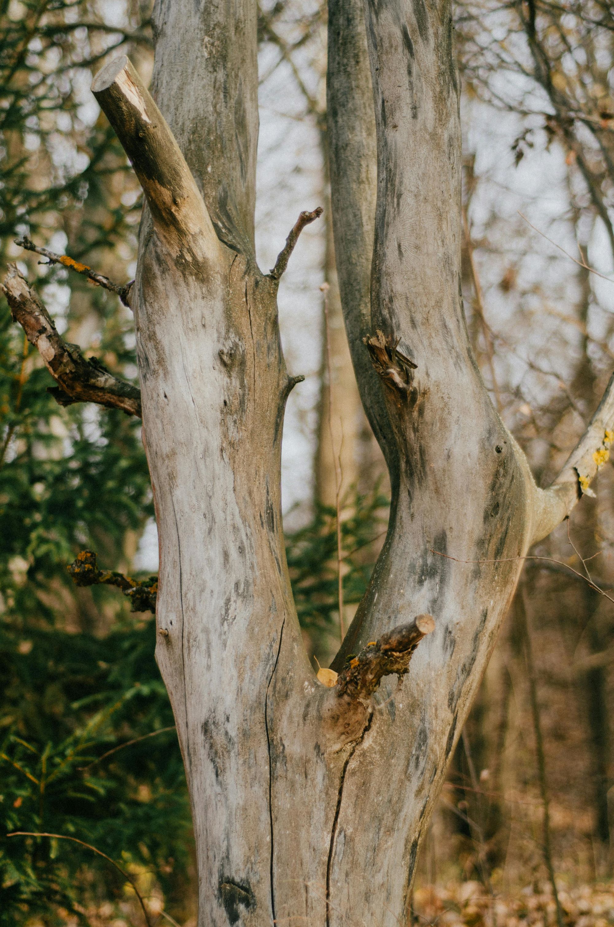 Why Is My Tree Bark Splitting in Grand Rapids, MI?